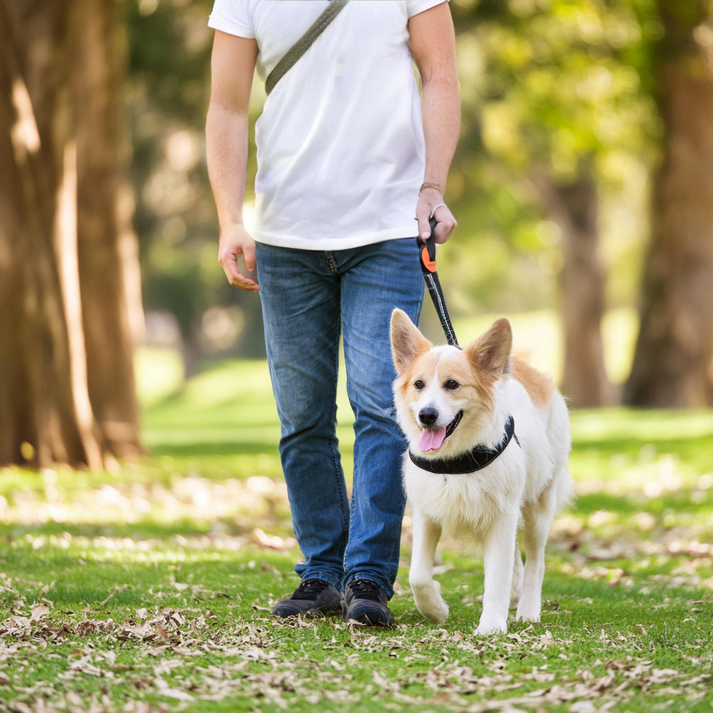 VEA Cencosud » VEA ¿Qué tan importante es la rutina para los perros? | VEA